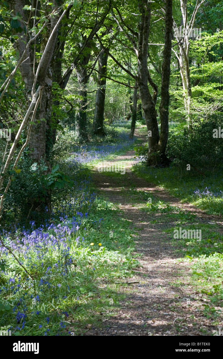 Merthen wood hi-res stock photography and images - Alamy