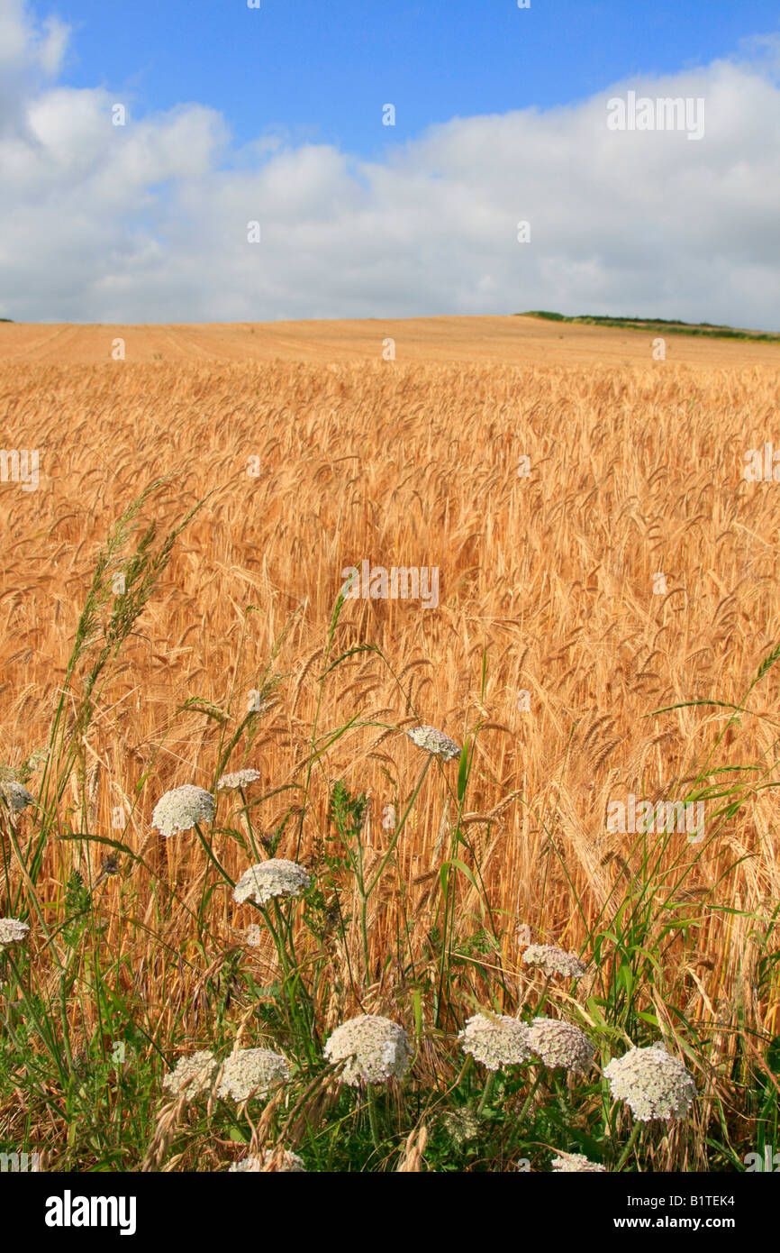 field of barley cornwall summer england uk gb Stock Photo - Alamy