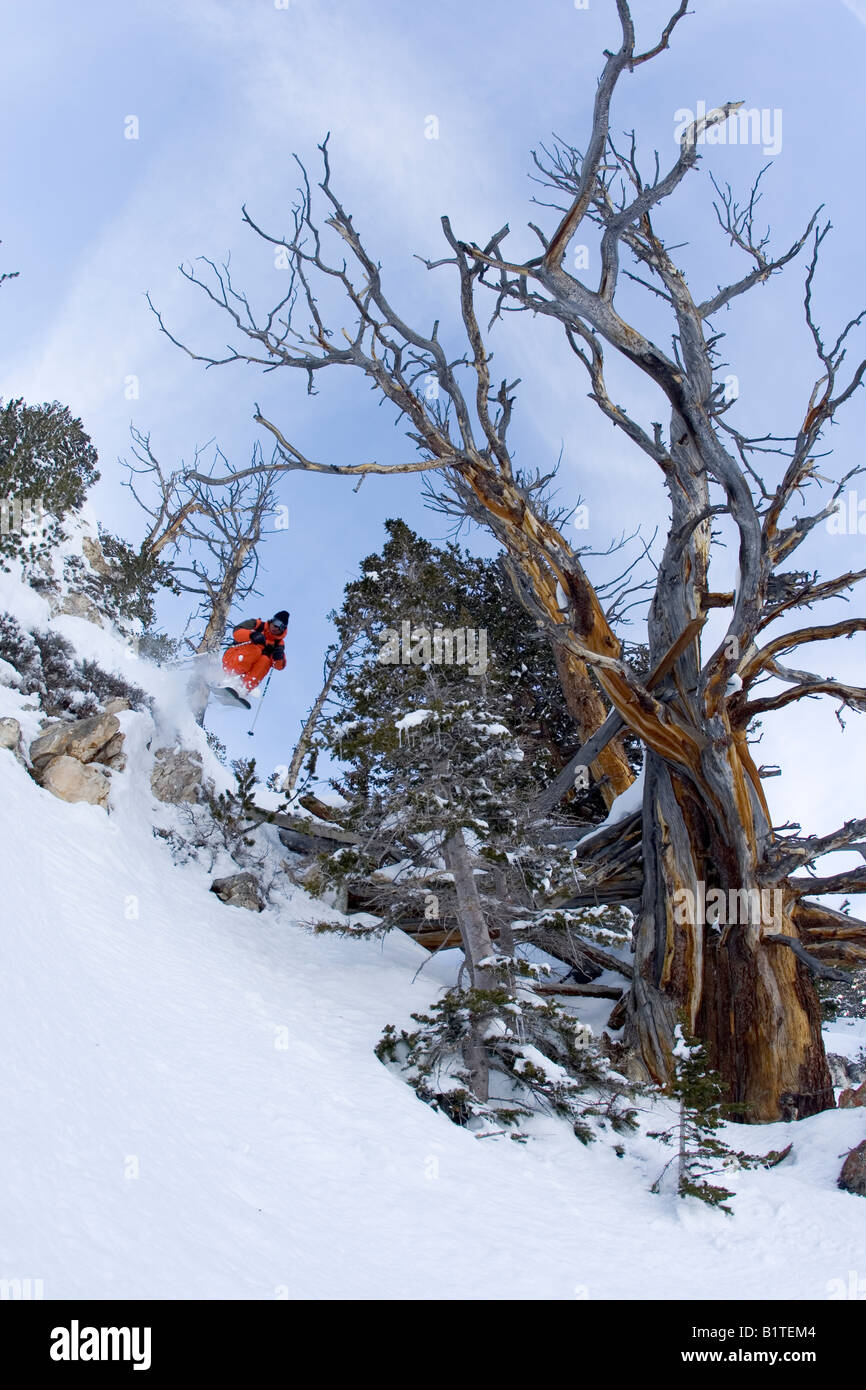 Skier jumping through forest of dead trees Stock Photo - Alamy