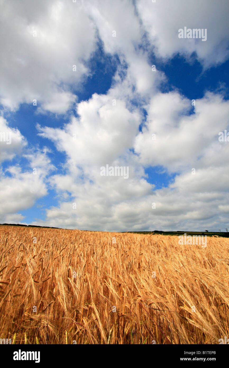 field of barley cornwall summer england uk gb Stock Photo - Alamy