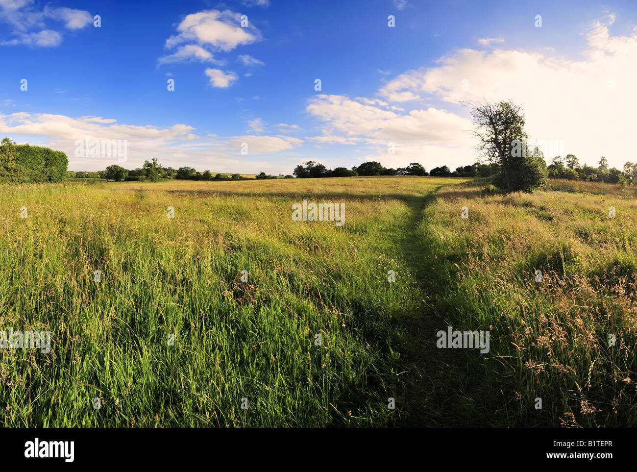 Crops on farmland in the countryside in a rural setting Stock Photo - Alamy