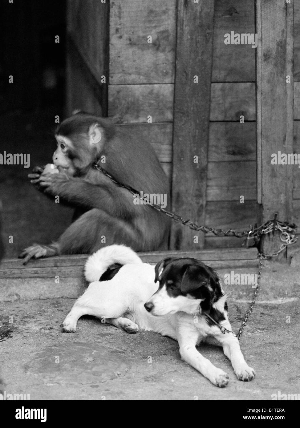Chained monkey hi-res stock photography and images - Alamy