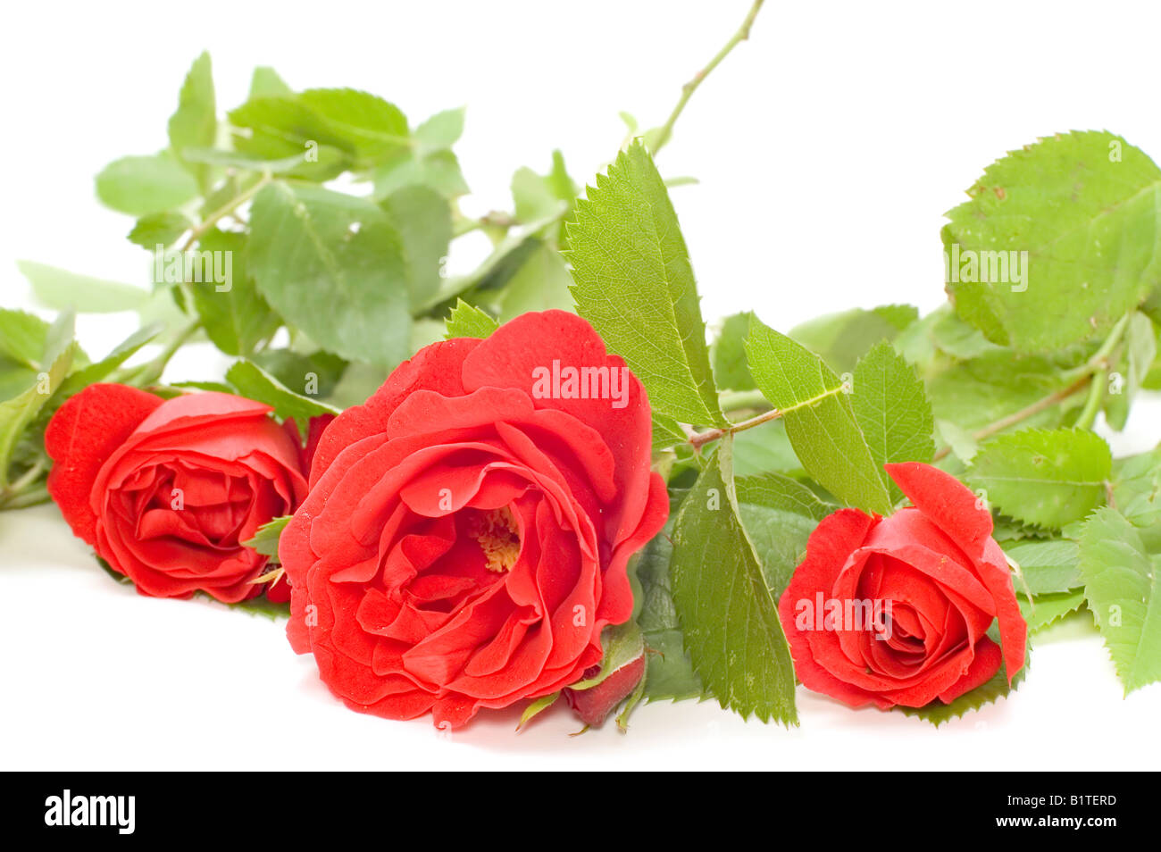 Bush blossom white flowers Cut Out Stock Images & Pictures - Alamy