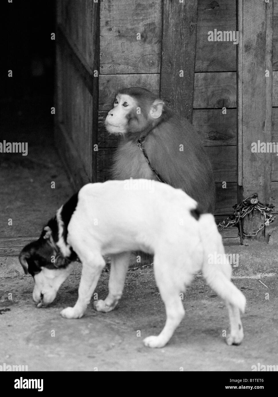 Chained monkey hi-res stock photography and images - Alamy