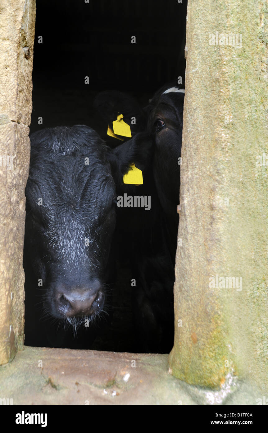 Two calves fighting for a view through the window Stock Photo - Alamy