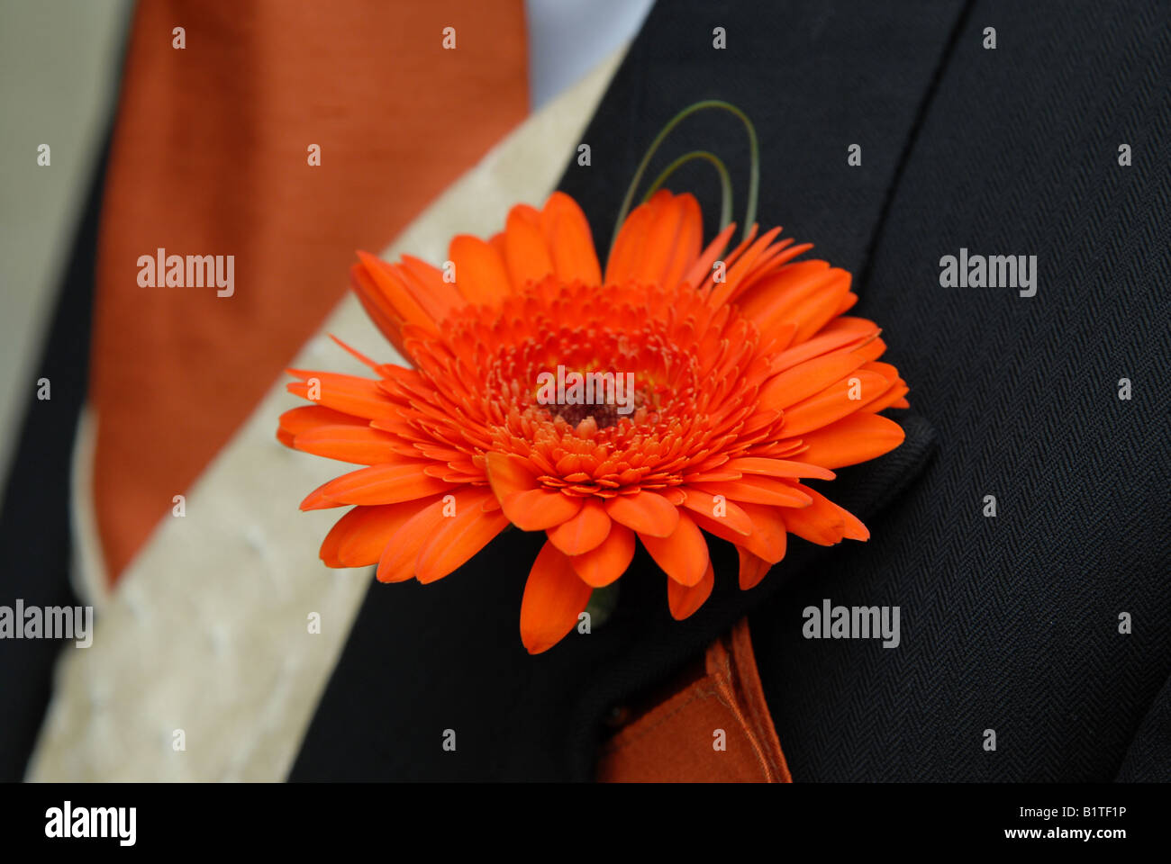 A bright orange gerbera flower in a bridegroom's jacket buttonhole ...