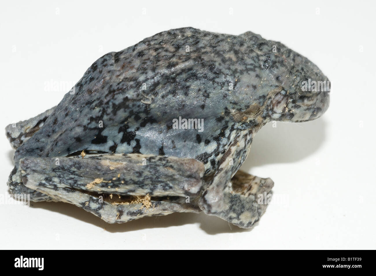 Toad dead hi-res stock photography and images - Alamy