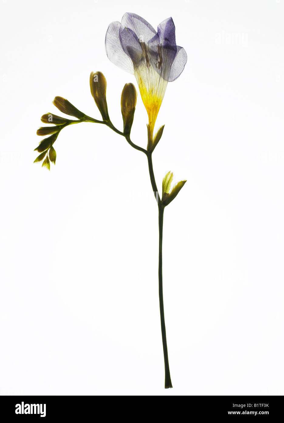 Dried pressed flower hi-res stock photography and images - Alamy