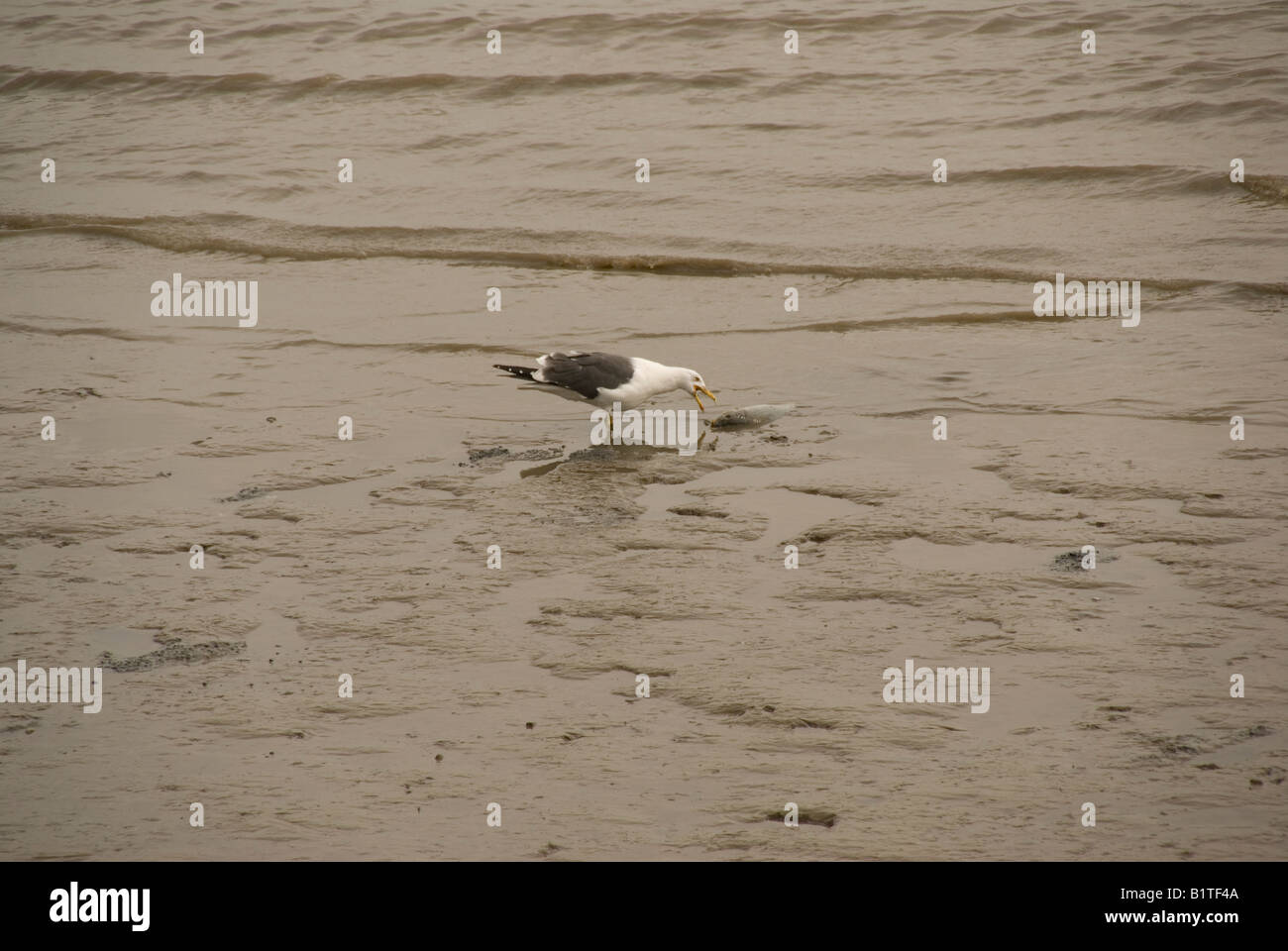 9359 hi-res stock photography and images - Alamy