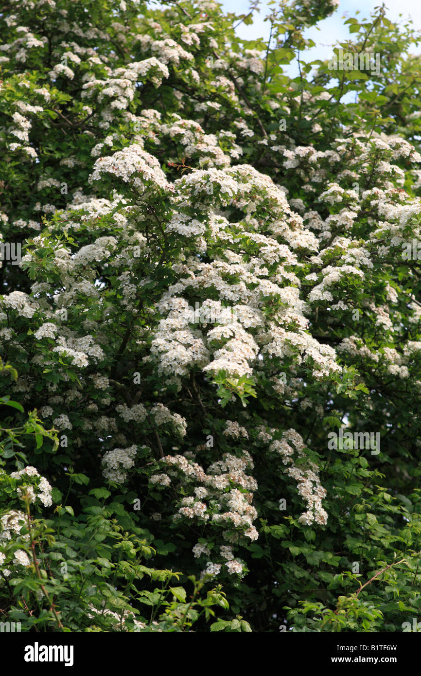 white flowering hawthorn tree Stock Photo - Alamy