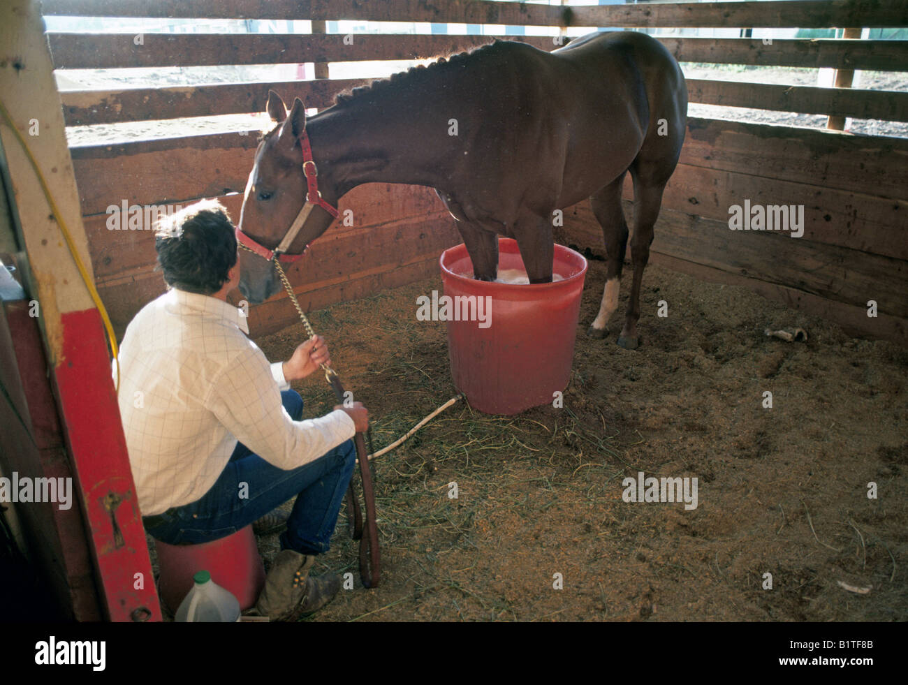 A thoroughbred race horse gets a leg bath in warm water at a stable ...