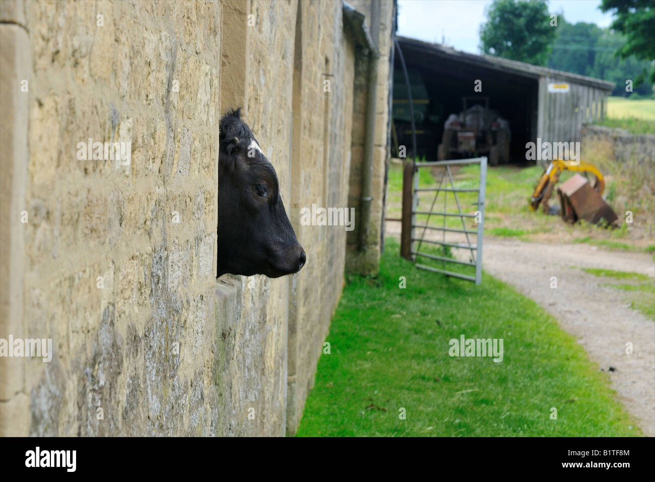 Cow window hi-res stock photography and images - Alamy