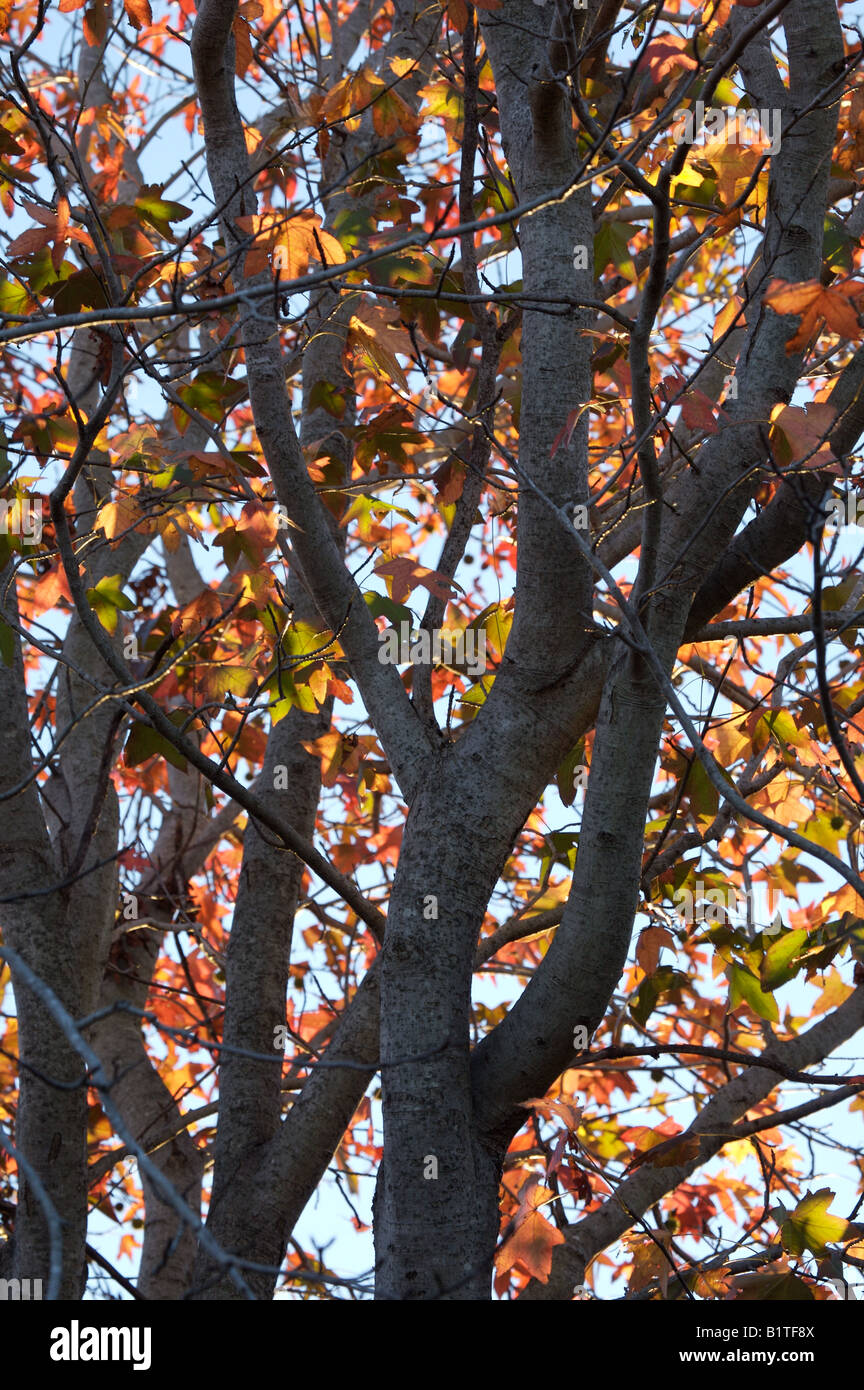 Liquidamber tree hi-res stock photography and images - Alamy