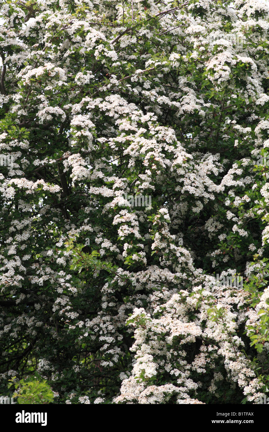 white flowering hawthorn tree Stock Photo - Alamy