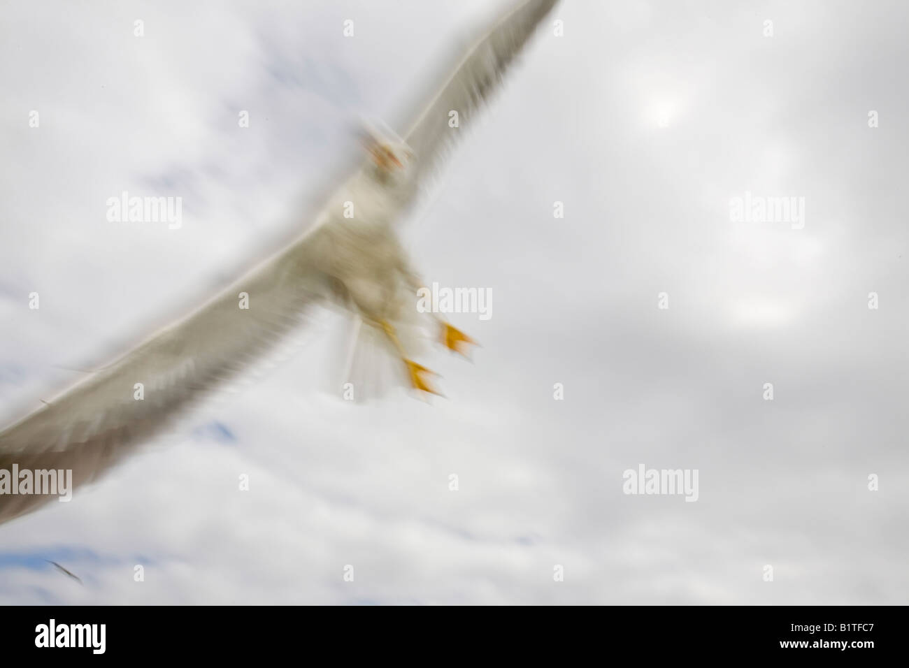 A Lesser Black Backed Gull dive bombs an intruder close to its nest on ...