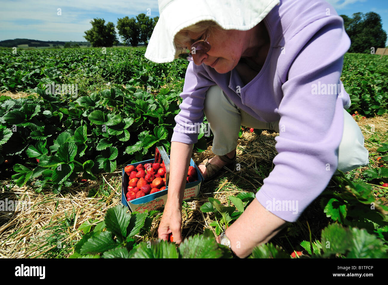 Strawberry Picking Uk High Resolution Stock Photography and Images - Alamy