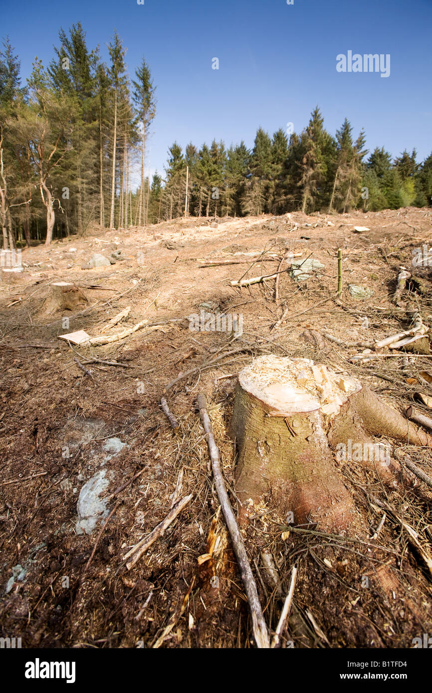 A forest with the trees cut down Stock Photo - Alamy