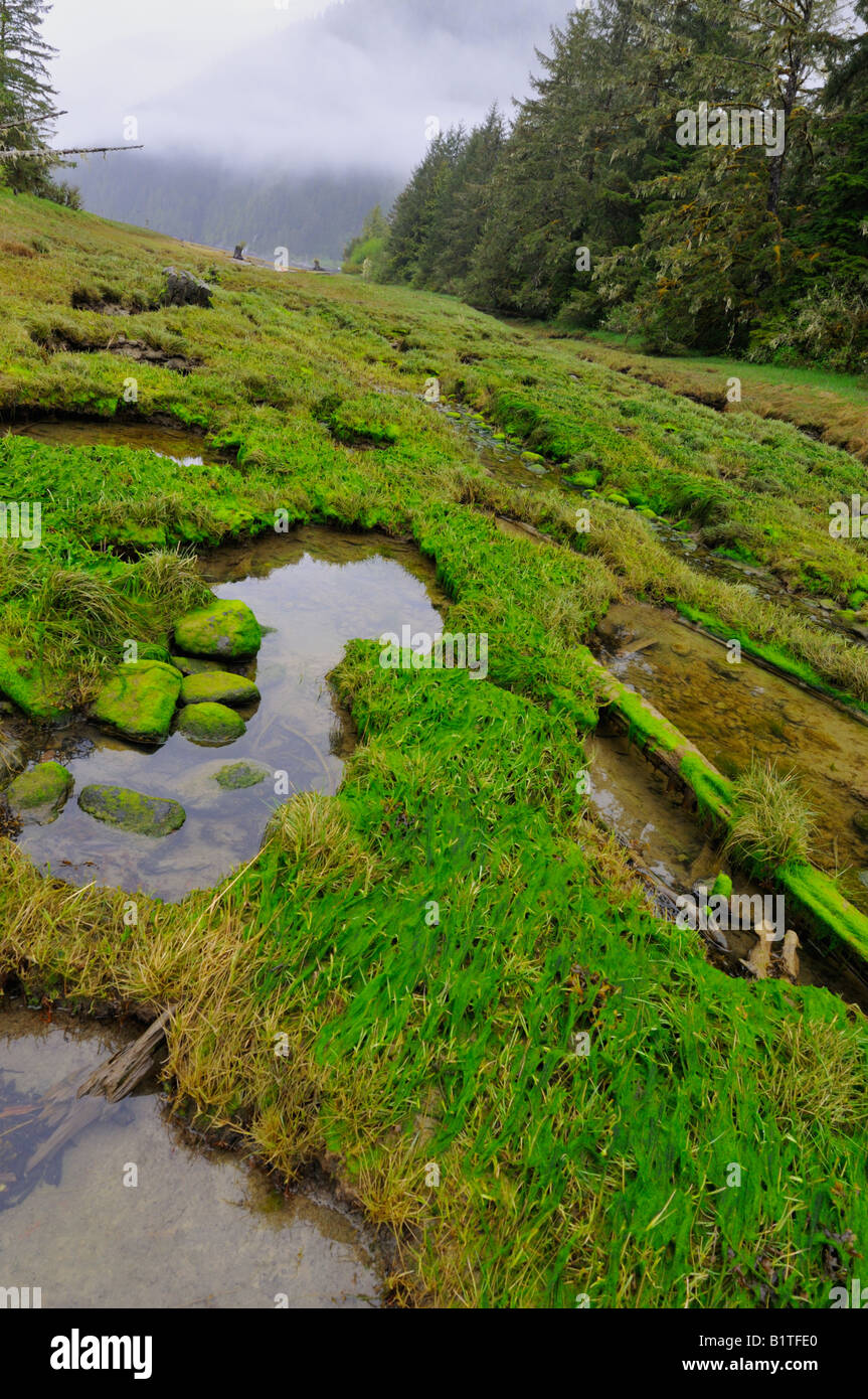 Estuary of the Wannock (Wanukv) River, Great Bear Rainforest, 2008 ...