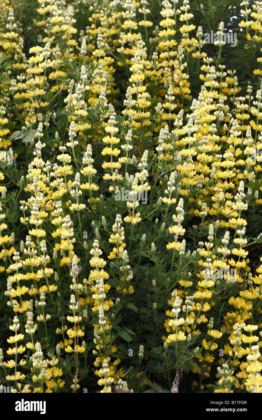 wild flowering yellow tree lupins Stock Photo - Alamy
