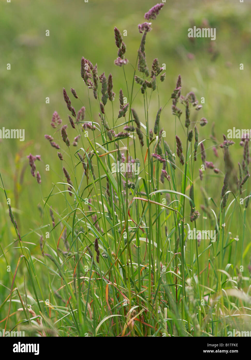 purple reed canary grass Stock Photo - Alamy