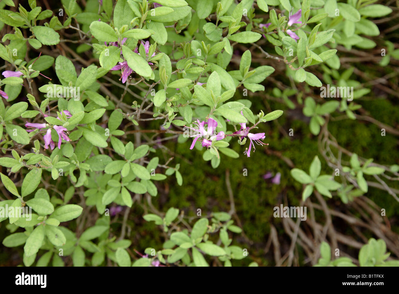 Rhodora flowers hi-res stock photography and images - Alamy