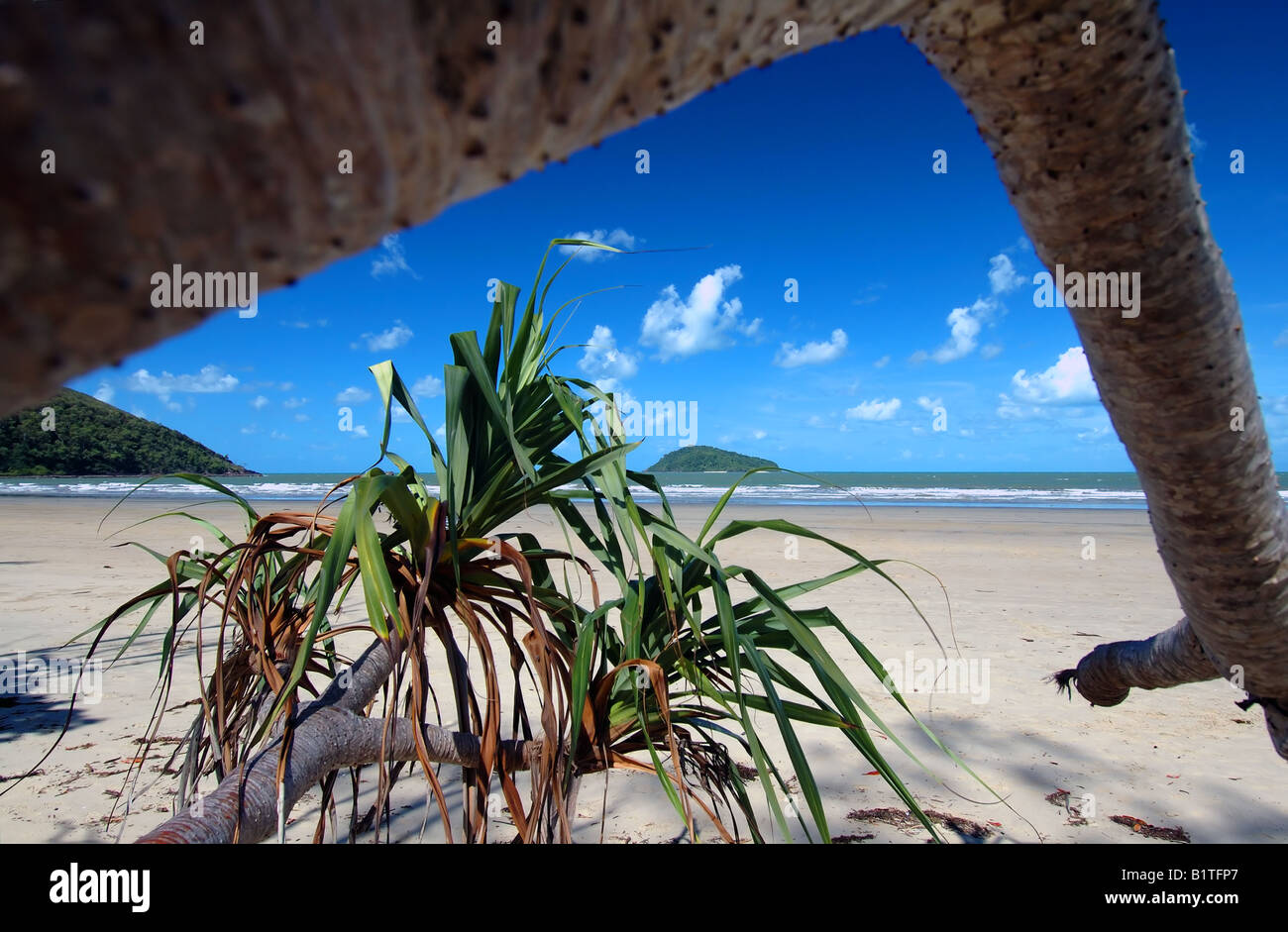 Pandanus tree on the beach at Cape Kimberley with Snapper Island in the ...