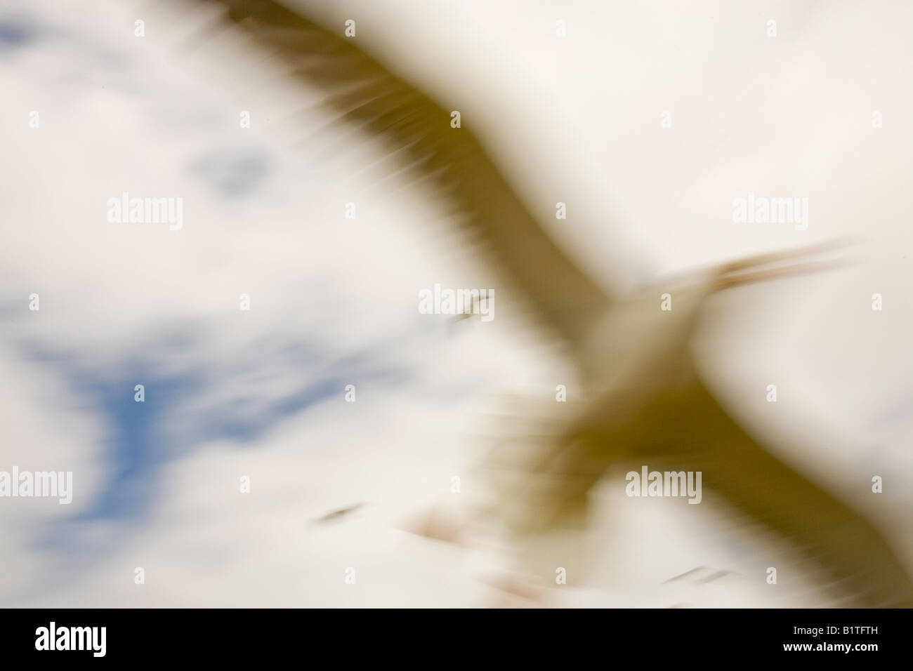 A Lesser Black Backed Gull dive bombs an intruder close to its nest on ...