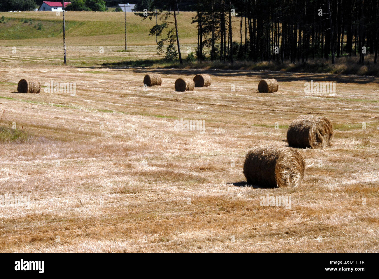 Hay field in summer Stock Photo - Alamy
