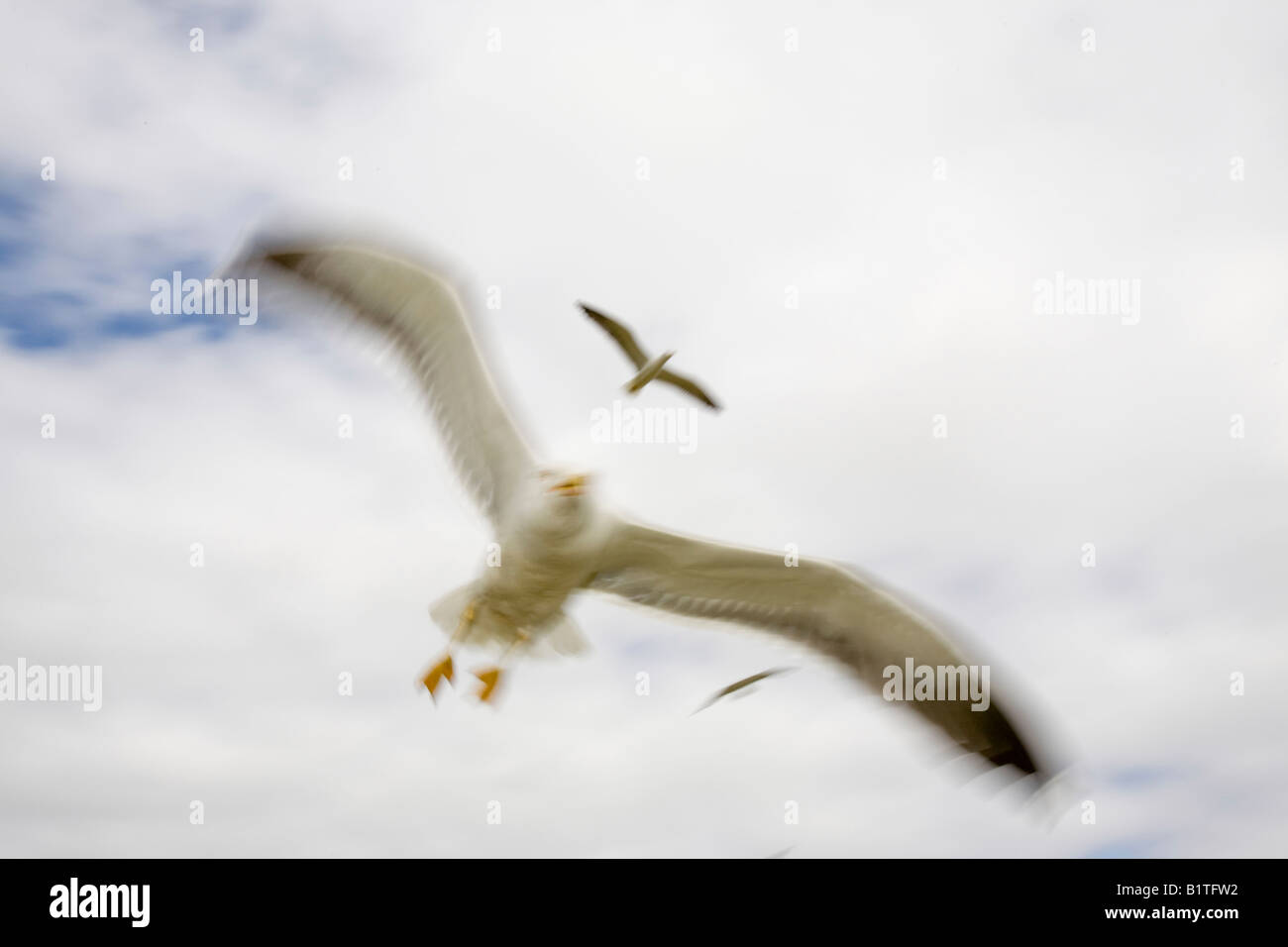 A Lesser Black Backed Gull dive bombs an intruder close to its nest on ...