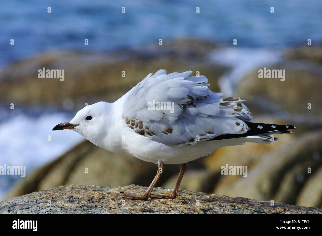 Food solicitation hi-res stock photography and images - Alamy