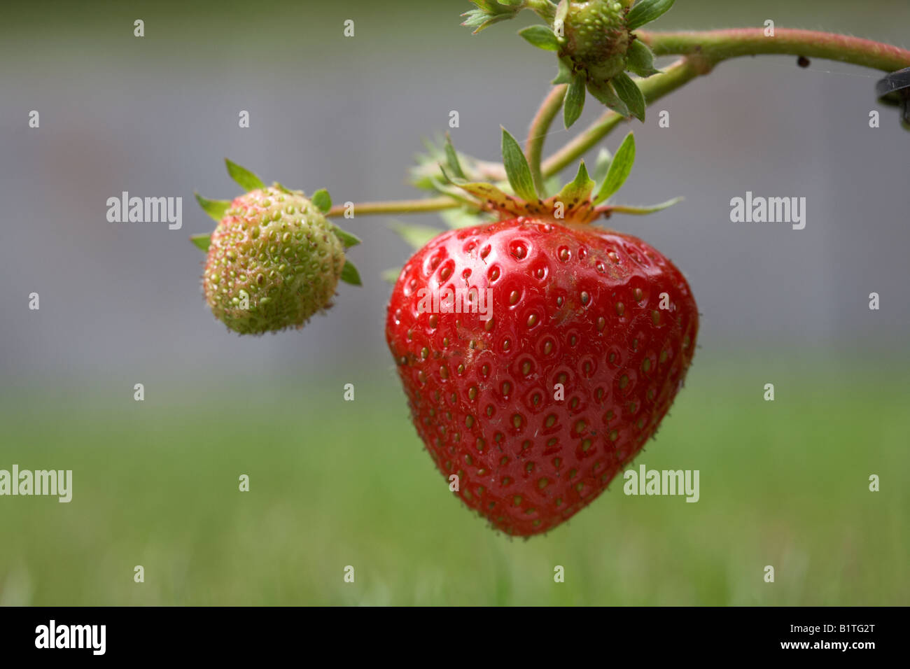 Elsanta hi-res stock photography and images - Alamy