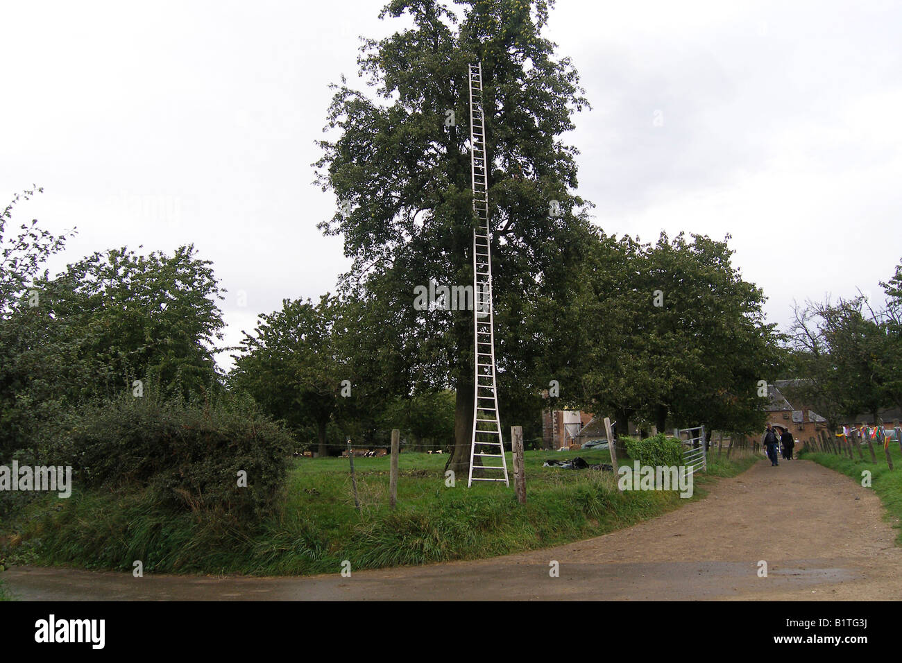 Belgium picking pears a large ladder leaning on a tall pear tree Stock ...
