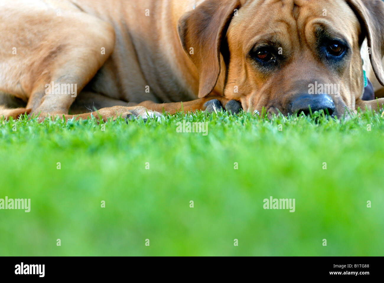Tosa inu hi-res stock photography and images - Alamy