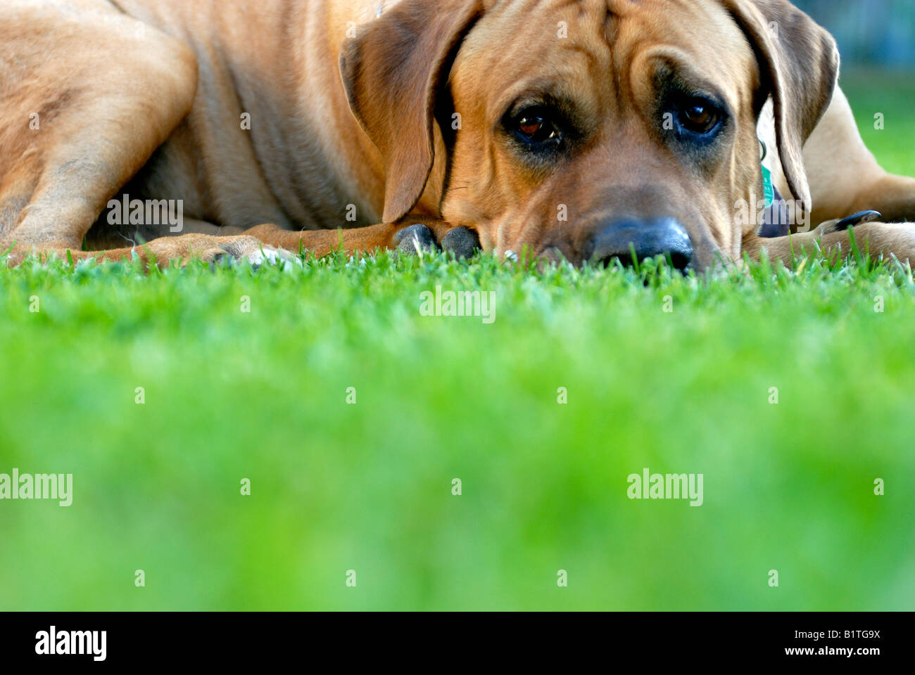 Dog tosa inu japanese mastiff hi-res stock photography and images - Alamy