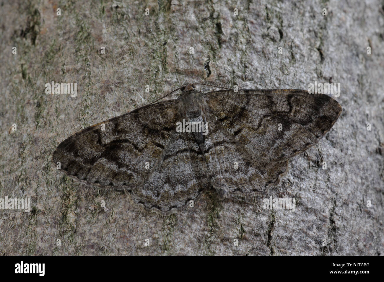 Mottled Beauty - Alcis repandata Stock Photo - Alamy