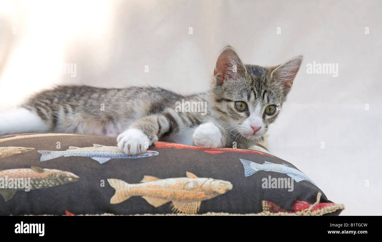 USA: OREGON: Portrait of a cute young pet kitten (cat) having fun ...