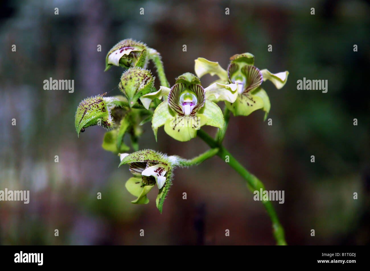 Latouria hi-res stock photography and images - Alamy