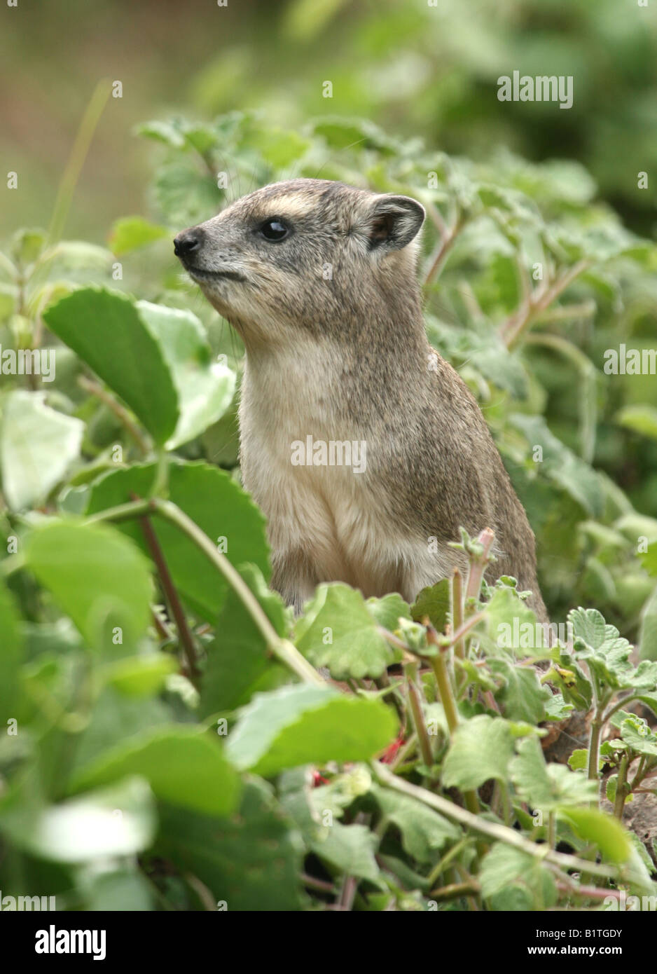 Nolder High Resolution Stock Photography and Images - Alamy