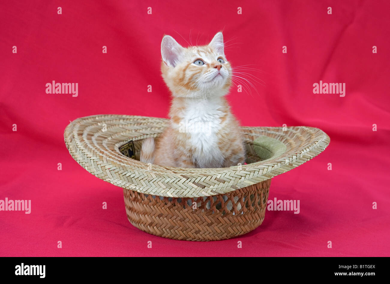 Portrait of a cute young pet kitten (cat) having fun playing in a hat ...