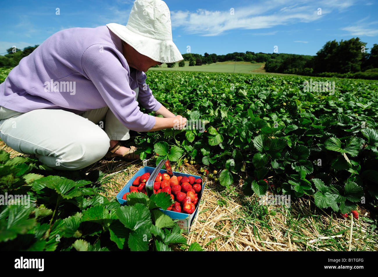 Pick of the crop hi-res stock photography and images - Alamy