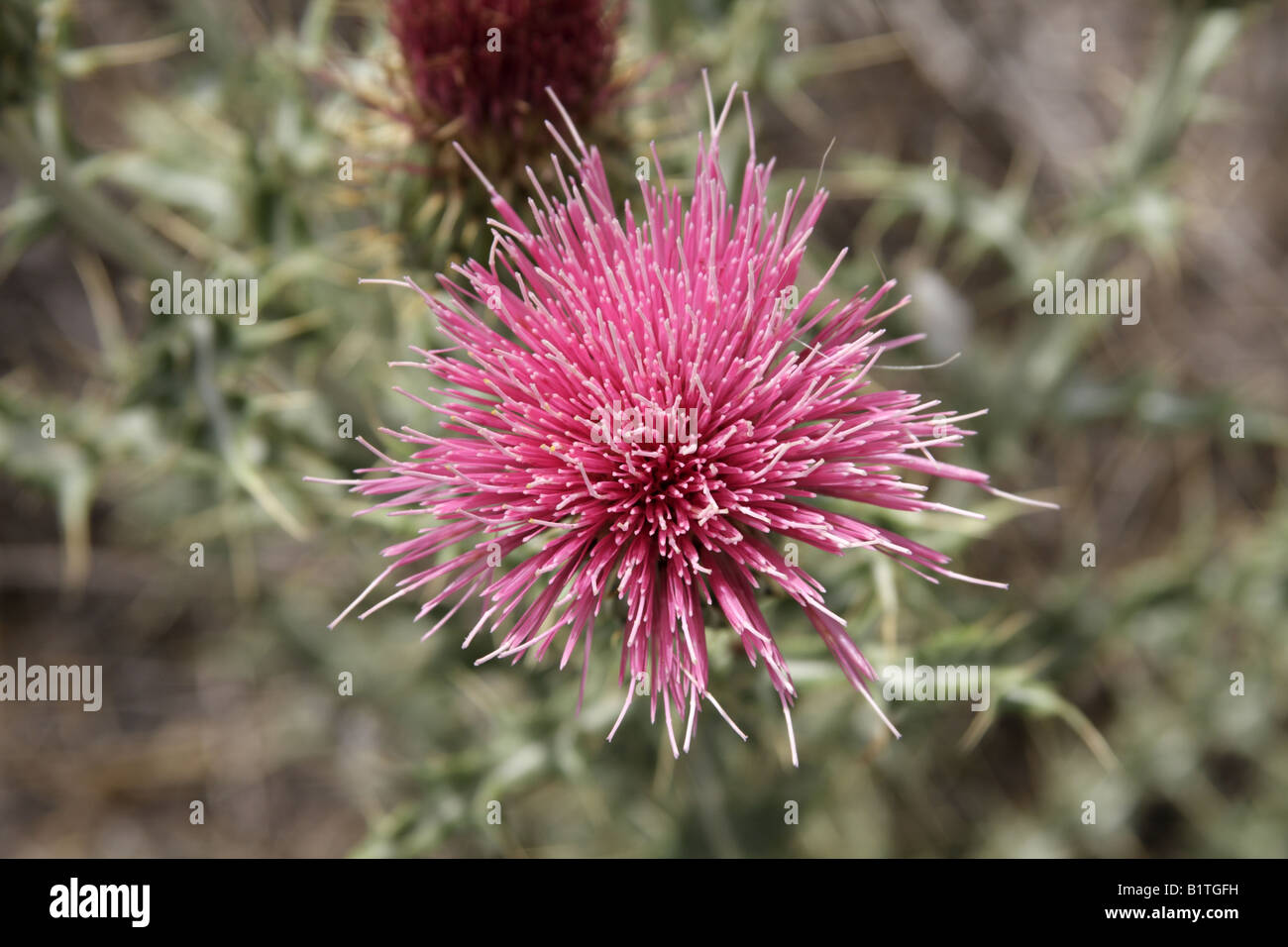 Yellowspine thistle (Cirsium ochrocentrum), Arizona, USA Stock Photo ...