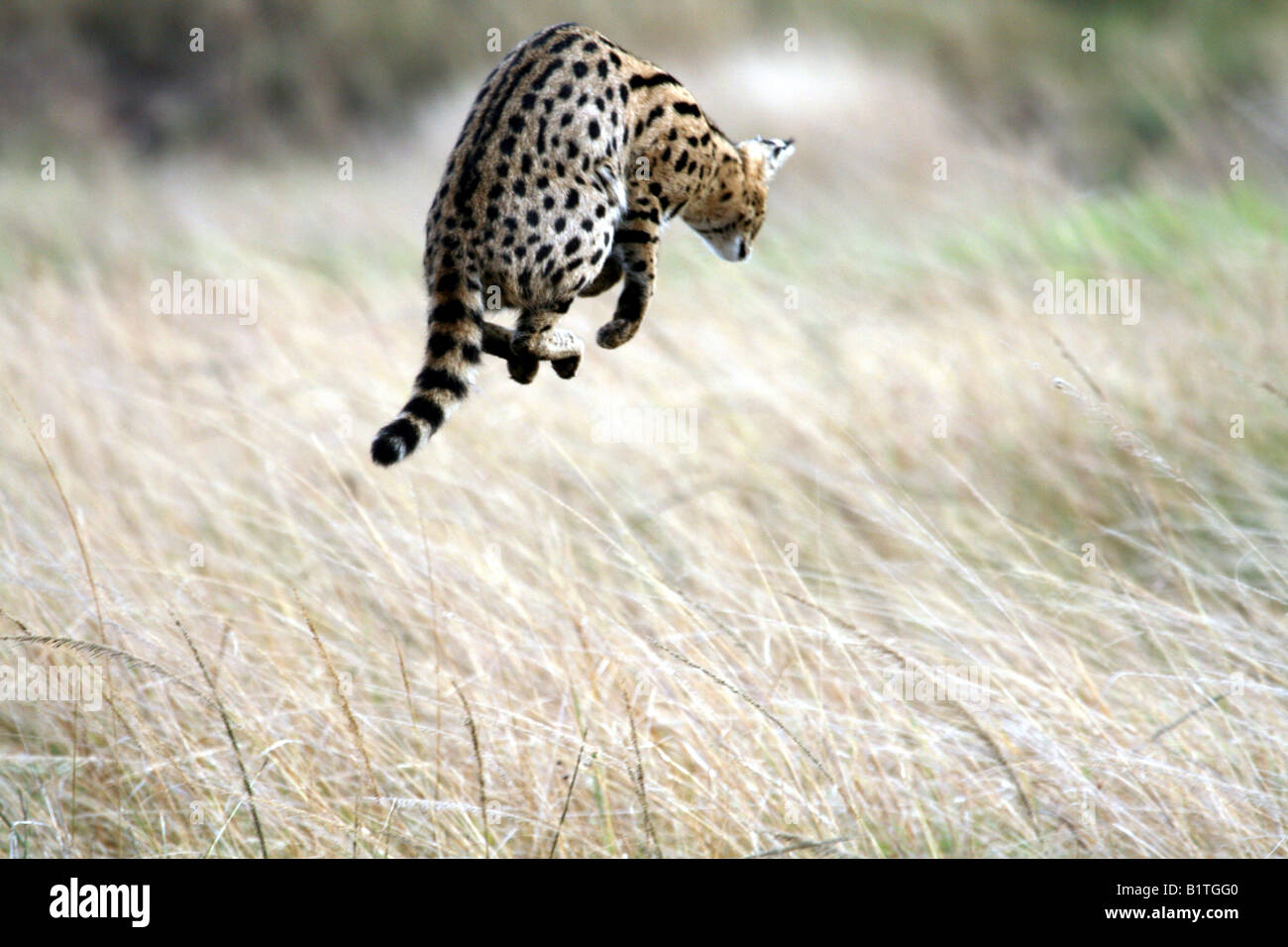 Pouncing hi-res stock photography and images - Alamy