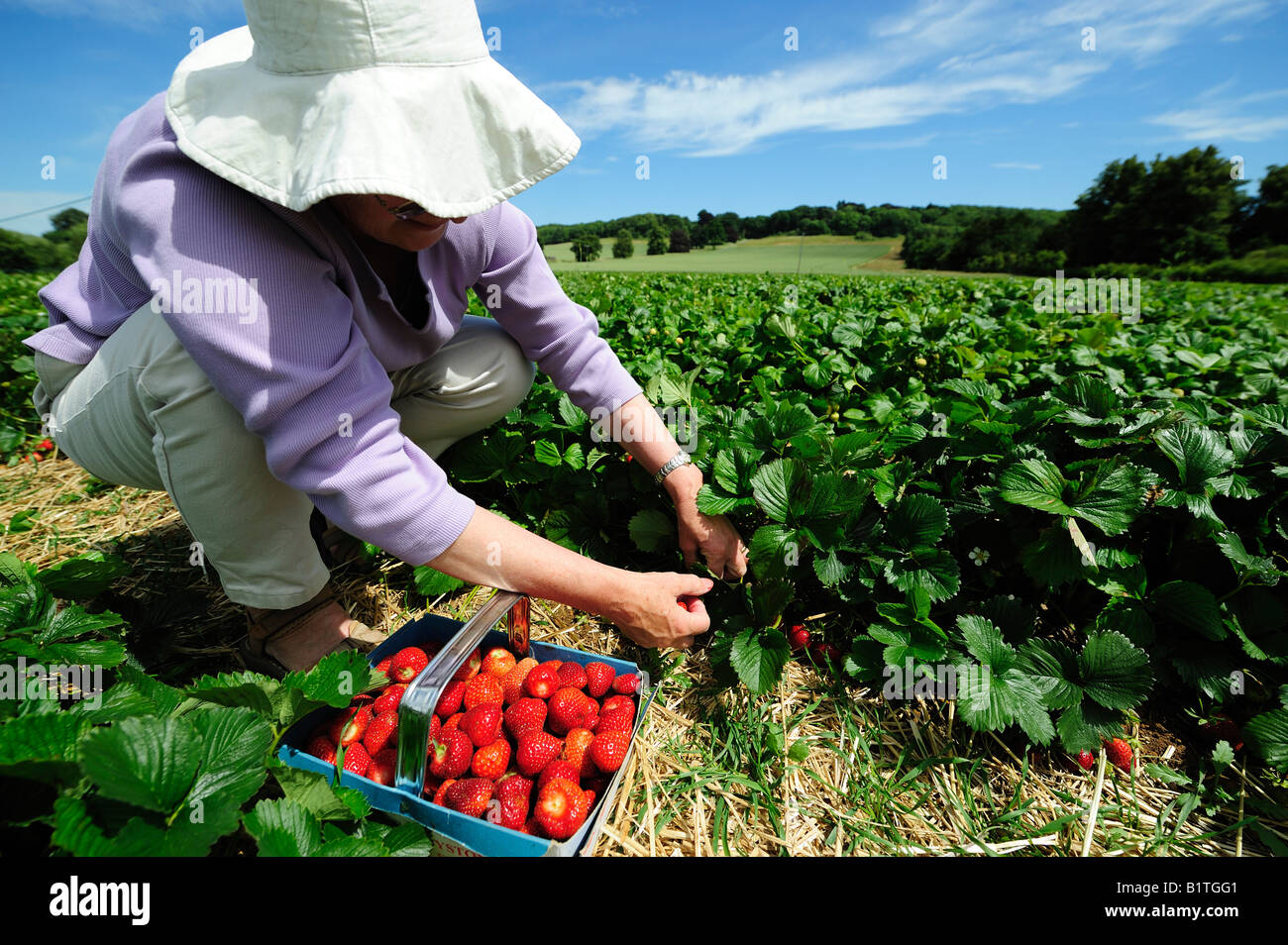 Woman in a Strawberry Picking Field Stock Photo - Alamy