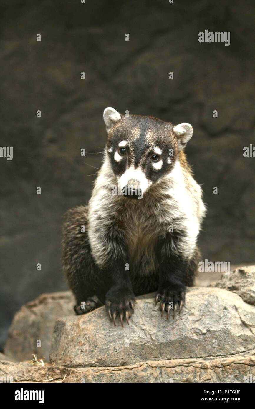 coati, Nasua nasua Stock Photo - Alamy
