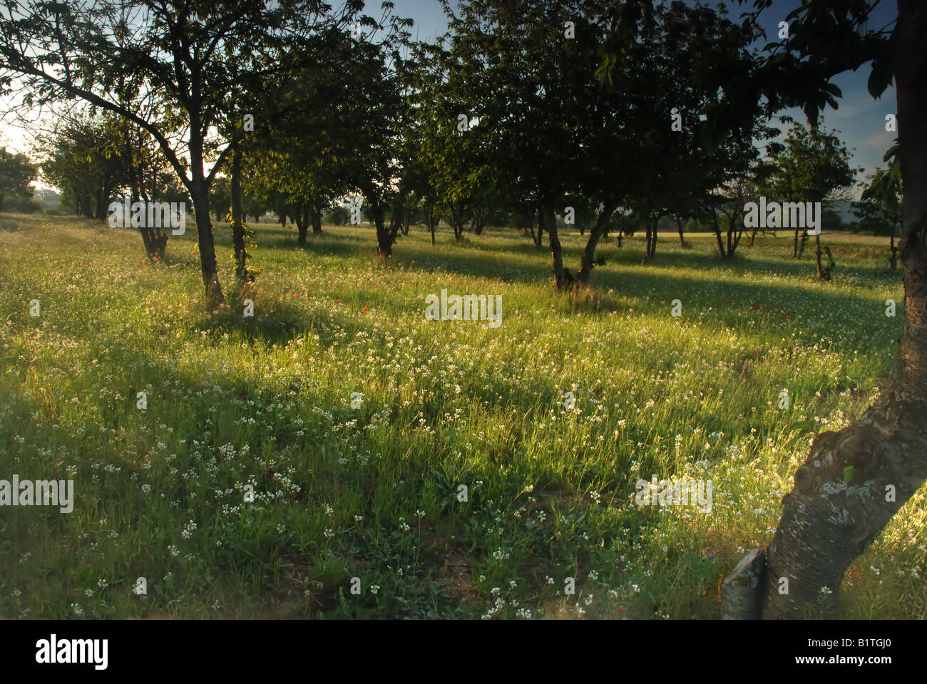 Orchard with Wild Flowers Stock Photo - Alamy