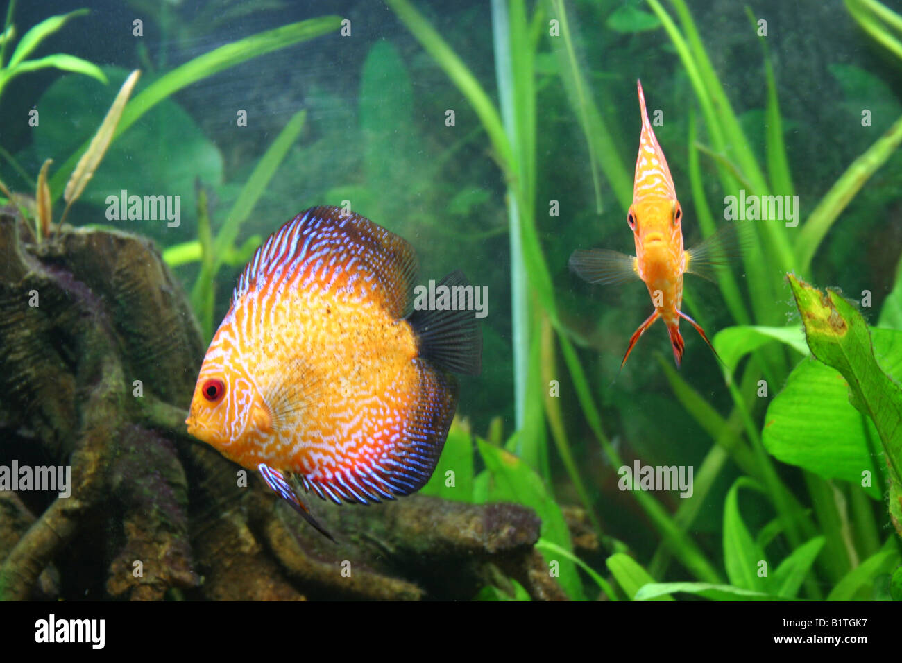 Pigeon snakeskin discus fish in a tropical aquarium Stock Photo - Alamy