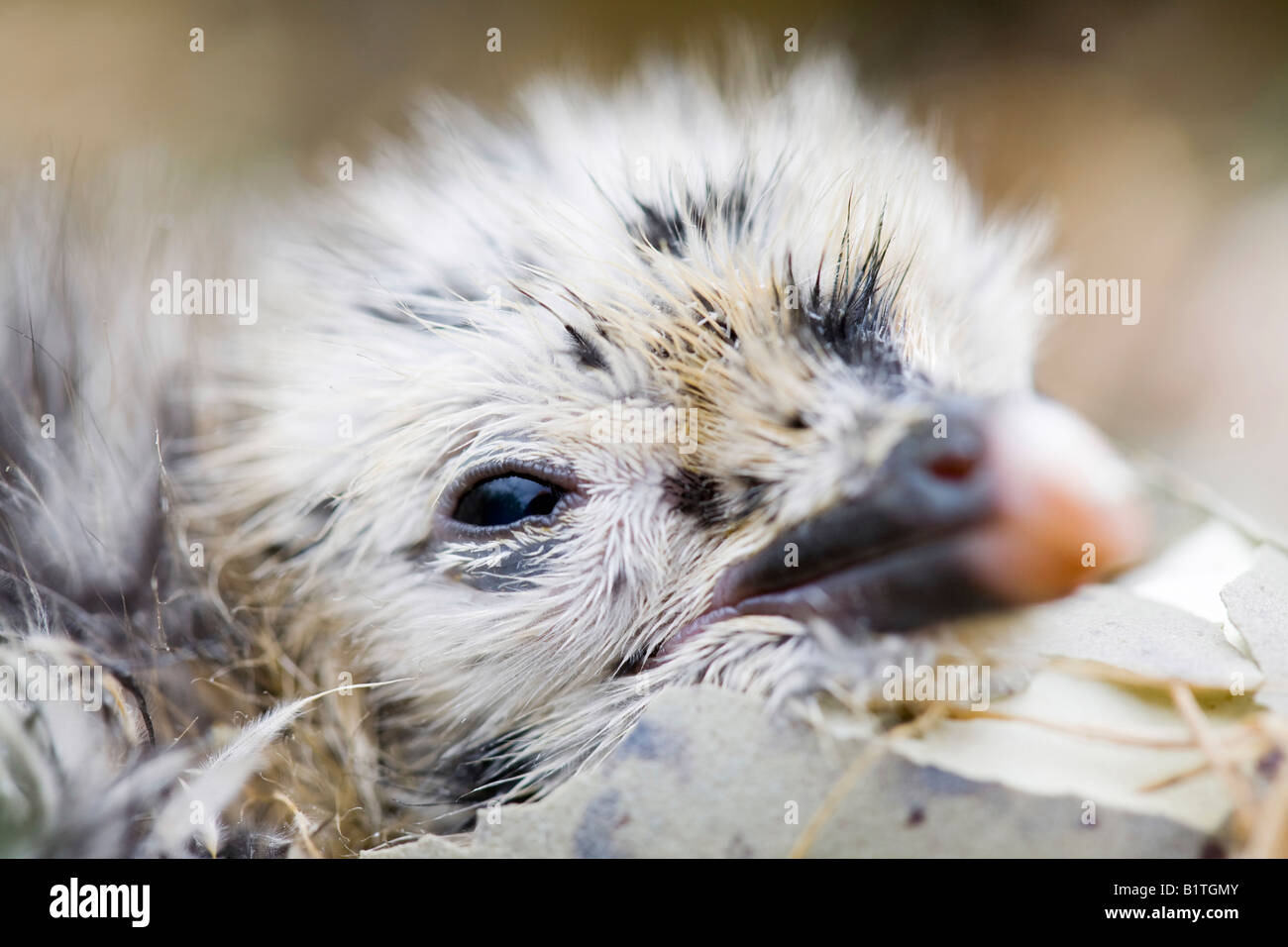 Egg Tooth Chick Hatch High Resolution Stock Photography and Images - Alamy