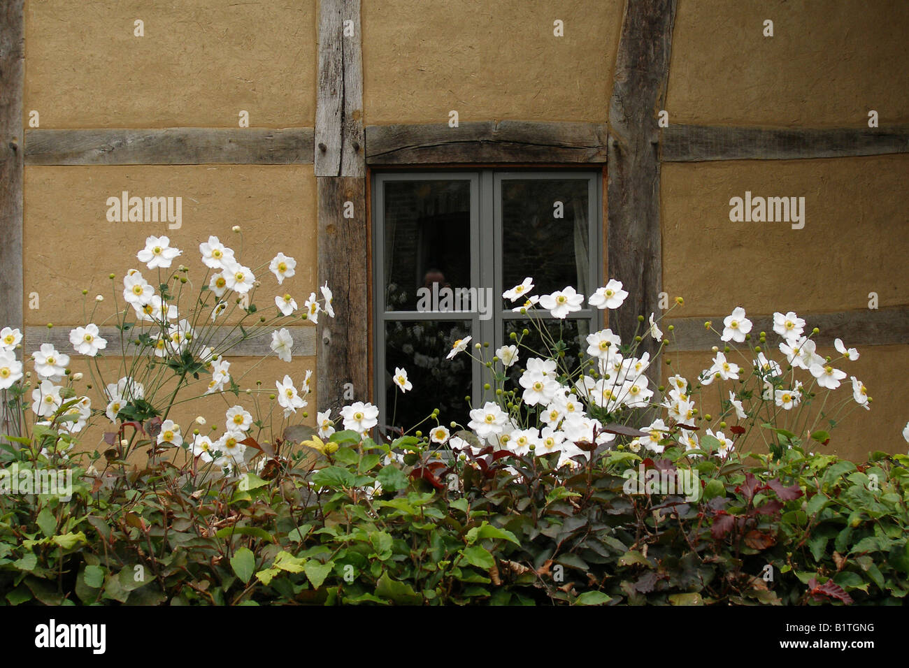 Belgium flowering garden in front of a farmhouse with mud walls Stock ...