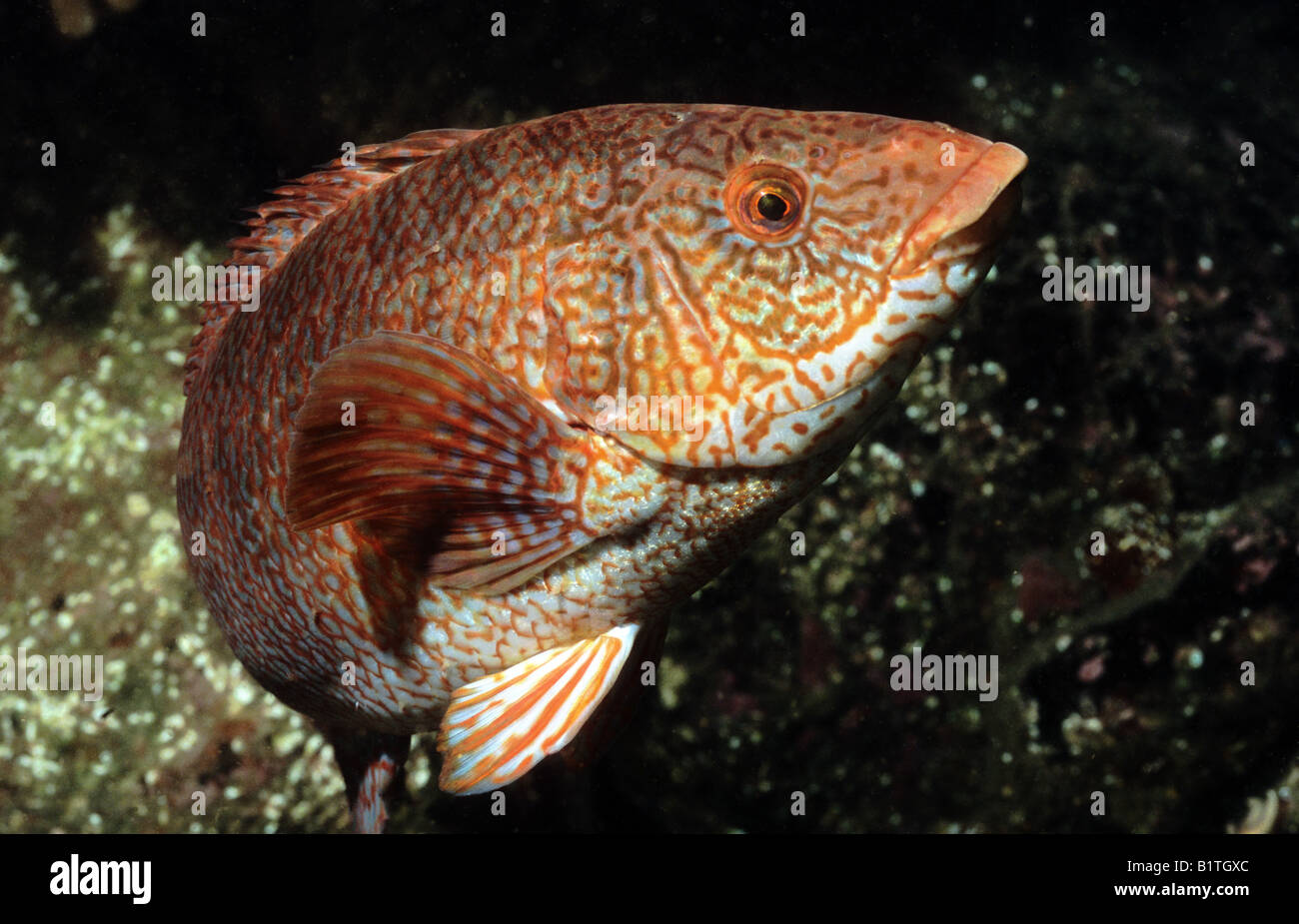 Ballan Wrasse up close. (Labrus Bergylta) St Abbs, Scotland Stock Photo ...