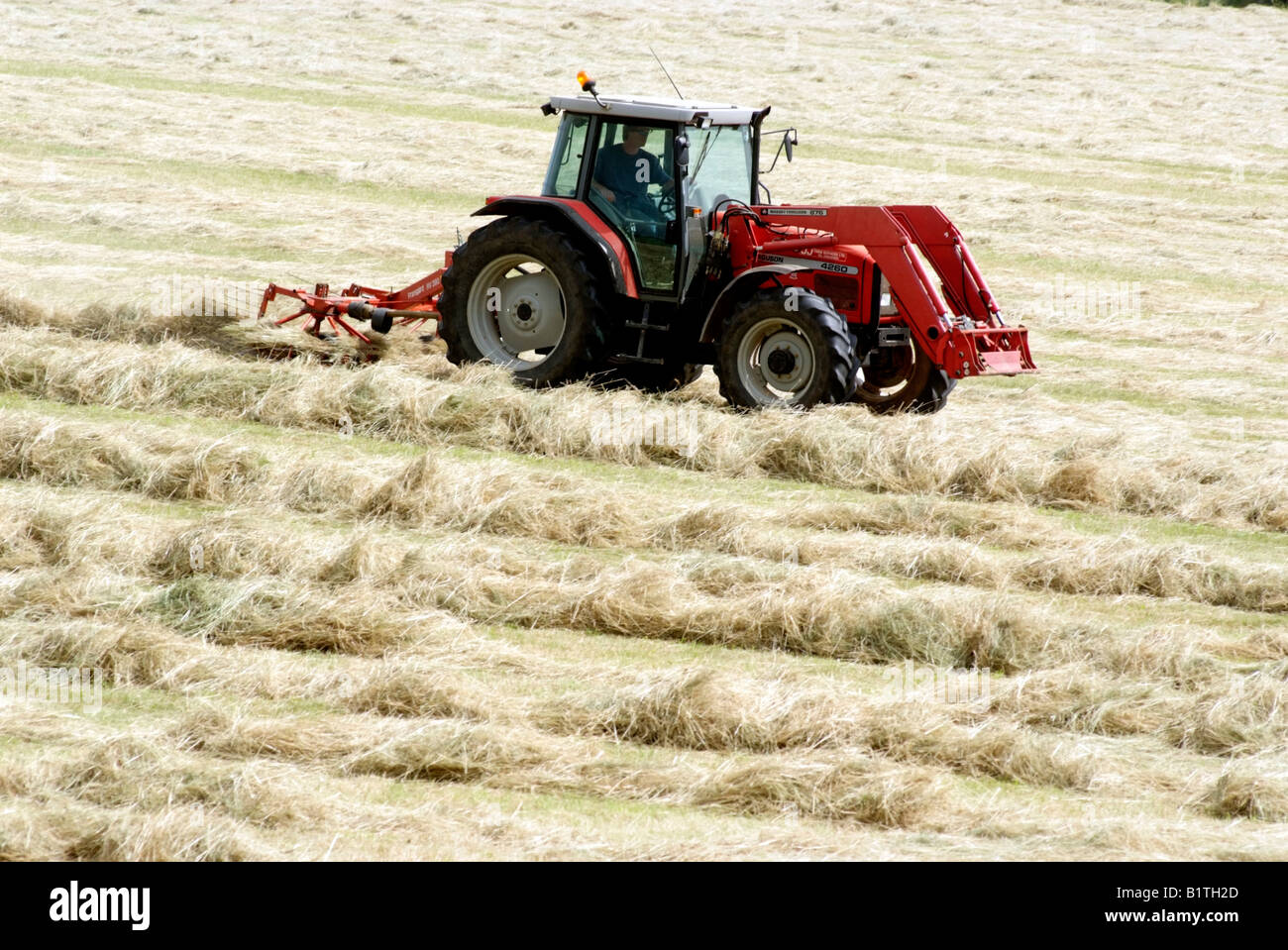 Tedding hay on a Cotswold farm Gloucestershire England Stock Photo - Alamy